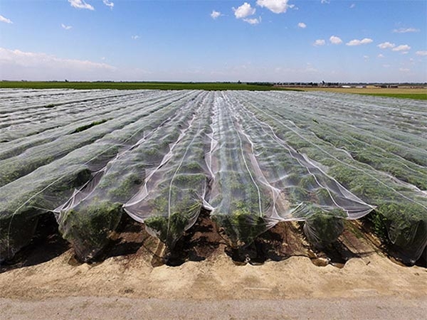 Hot Selling Custom agricultural high-duty anti iect/bee net-Shade Net ...